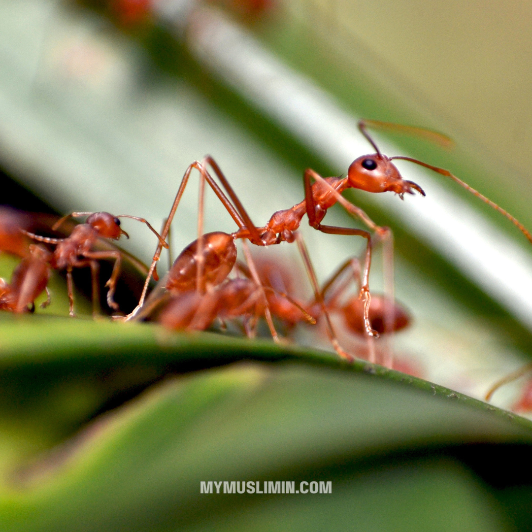 Kisah Semut Bercakap & Doa Nabi Sulaiman AS – mymuslimin.com