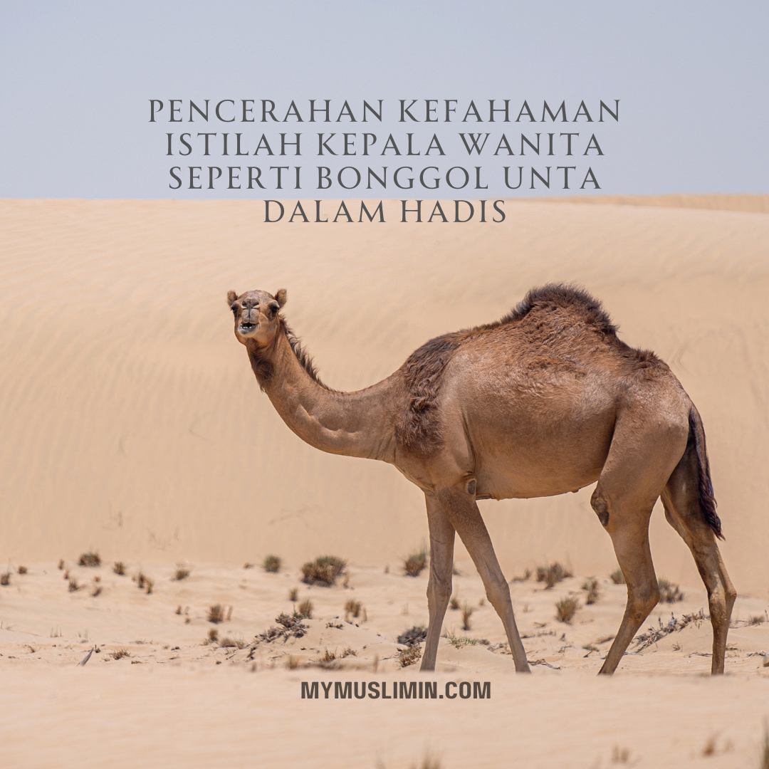 Pencerahan Kefahaman Istilah Kepala Wanita Seperti Bonggol Unta Dalam ...